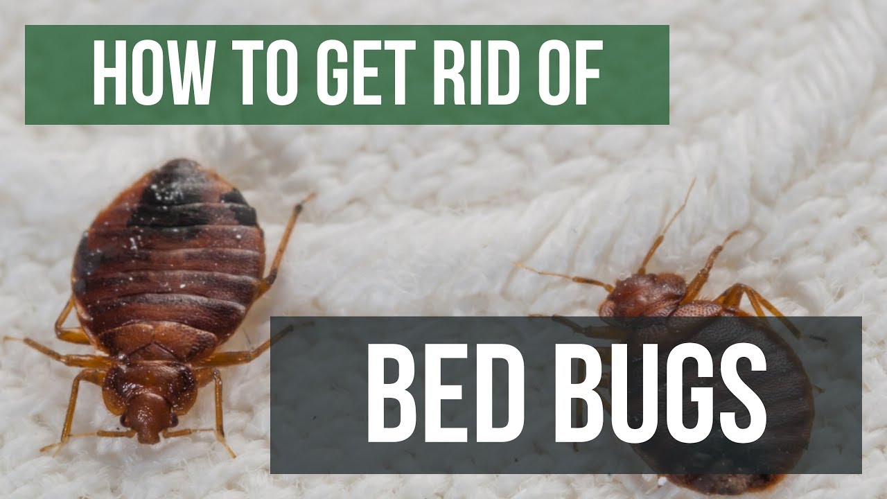 Preventive Measures To Control Bed Bugs My Termite Company