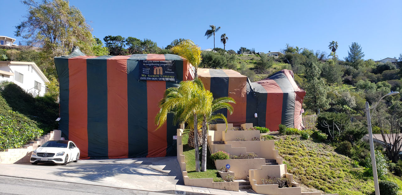 Local Termite Control in Los Angeles, CA | My Termite Company
